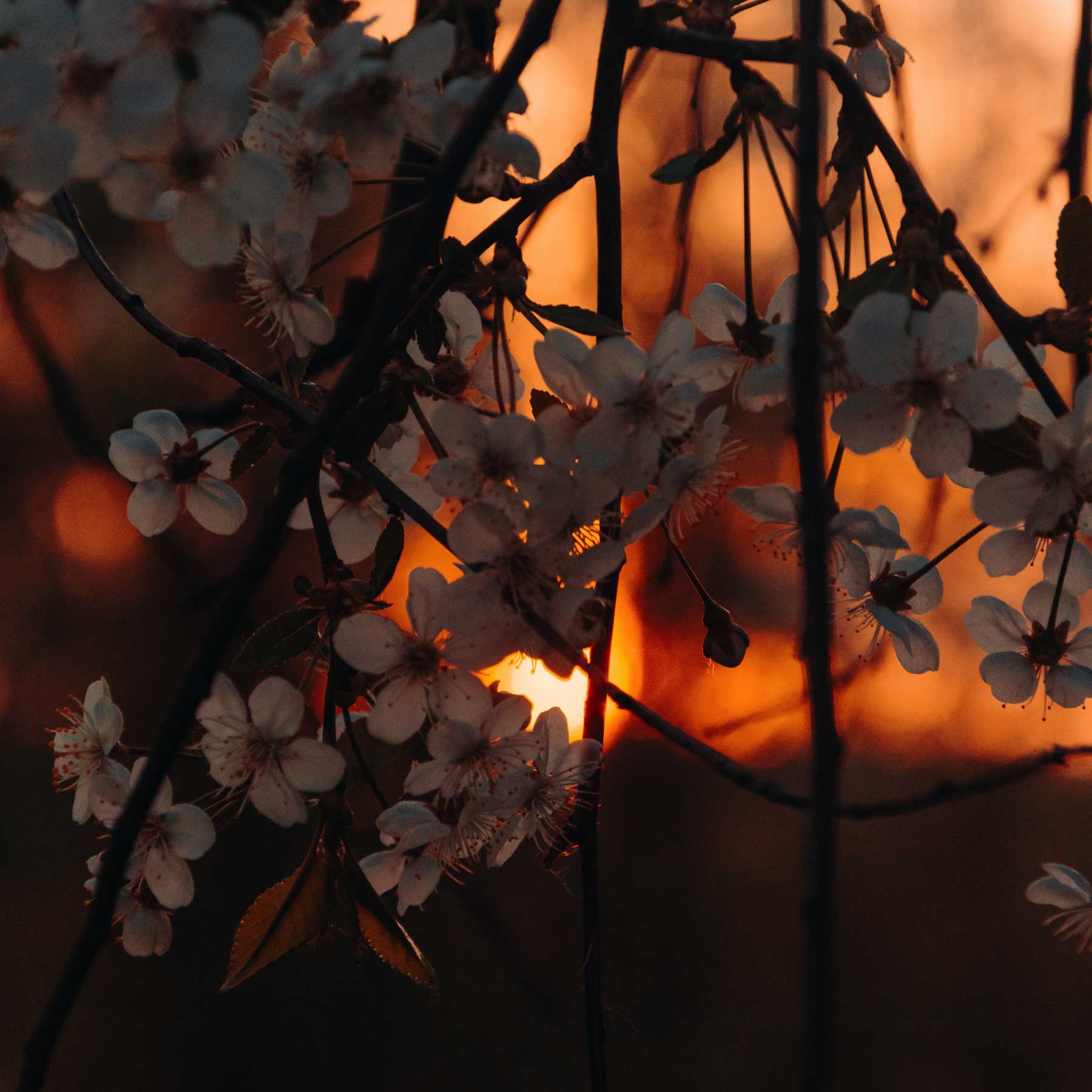 The Flower House Garforth, Leeds - Order Online or 0113 287 2772