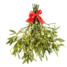 Fresh Mistletoe