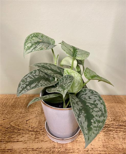 Scindapsus Pictus Treble Plant