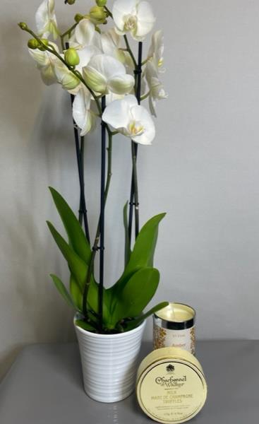 Fresh orchid plant gift set